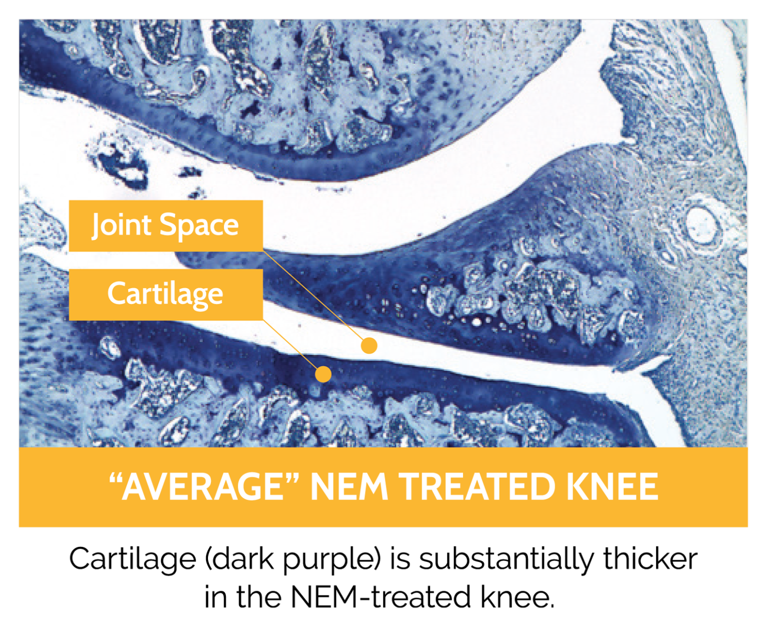 OVOCAL® 5X BENEFITS IN ONEPOWERFUL TABLET